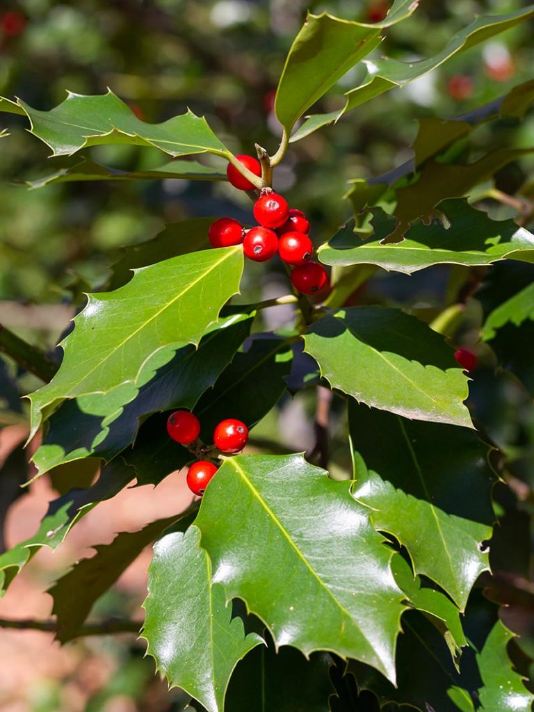 Focus on: Ilex | Greenwood Plants