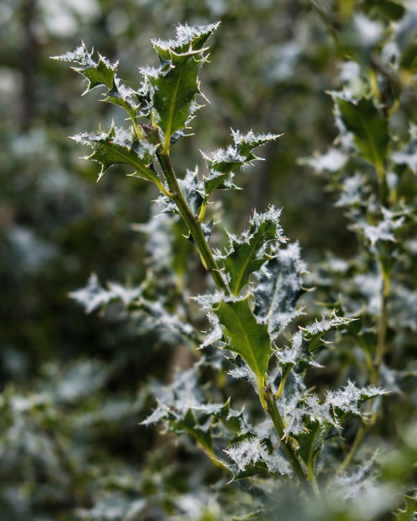 Hardy plants for cold tolerance | Greenwood Plants