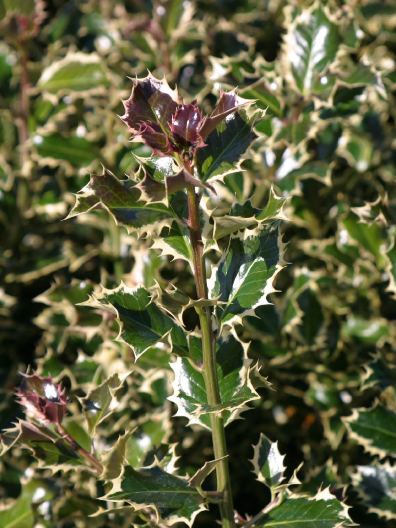 Focus on: Ilex | Greenwood Plants