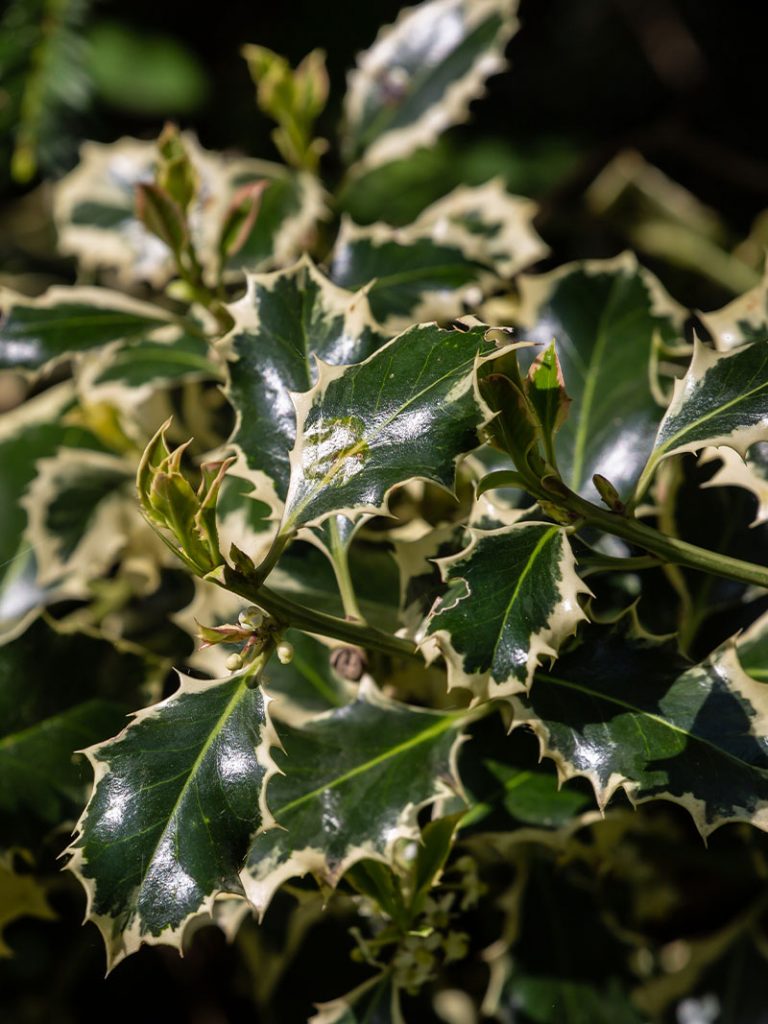 Focus on: Ilex | Greenwood Plants