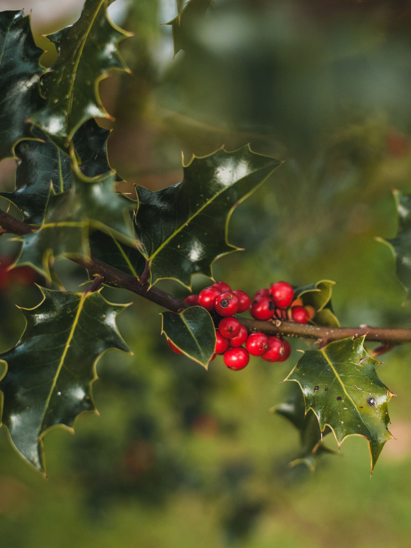 Focus on: Ilex | Greenwood Plants