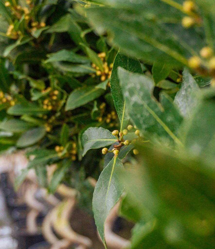 Plant Focus: Laurus nobilis (bay laurel) | Greenwood Plants