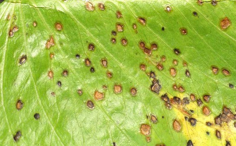 Plant Pests and Diseases | Greenwood Plants