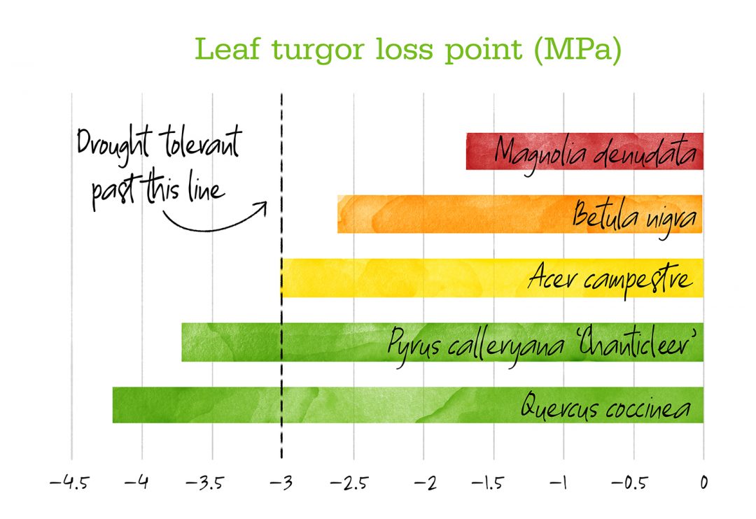 The science of drought tolerance | Greenwood Plants