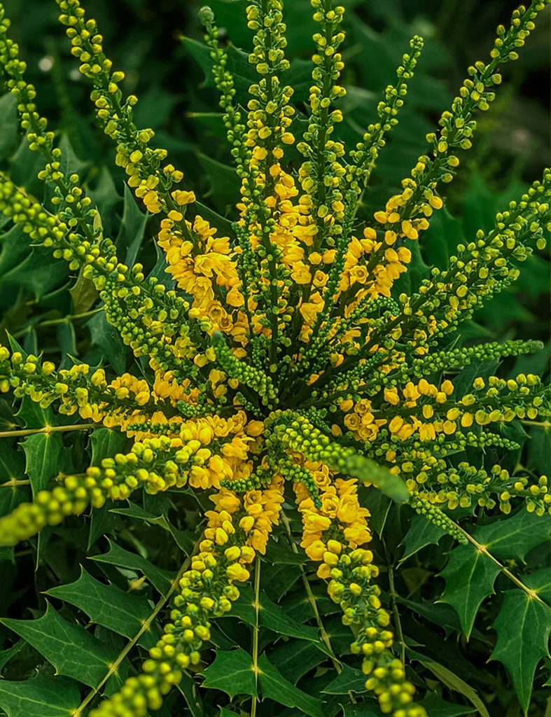 Plant Focus: Mahonia | Greenwood Plants