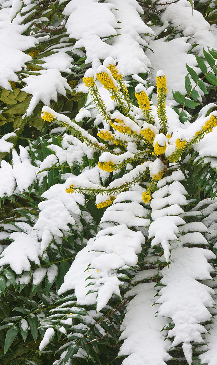 Hardy plants for cold tolerance | Greenwood Plants