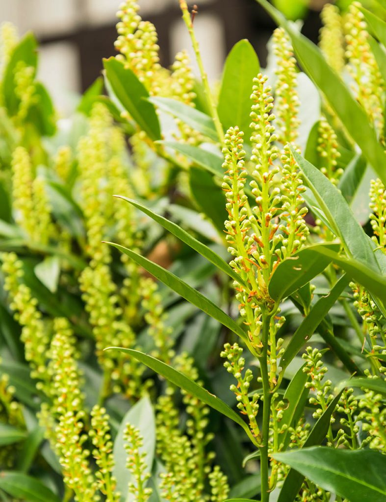 Plant Focus: Mahonia | Greenwood Plants