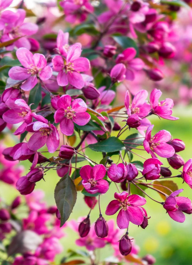 Plant Focus: Malus sylvestris | Greenwood Plants