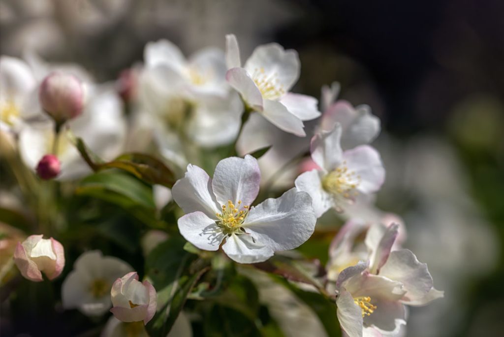 Plant Focus: Malus sylvestris | Greenwood Plants