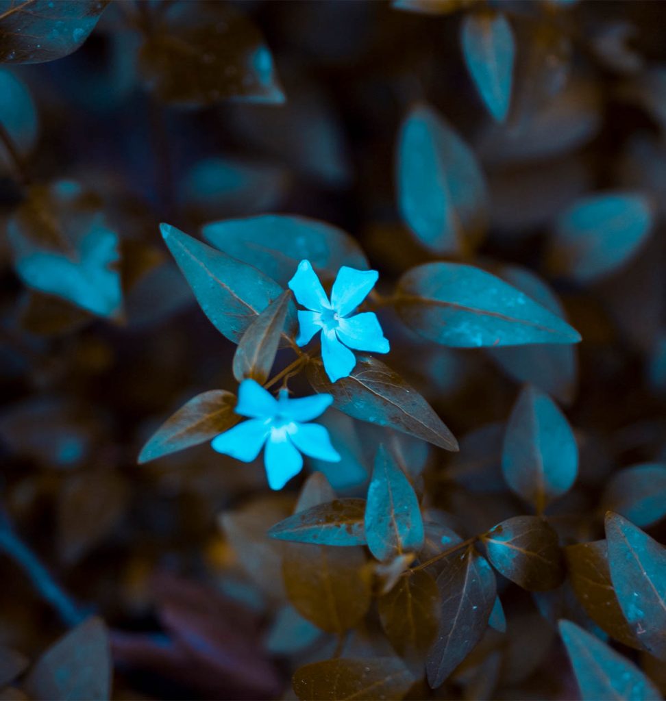 Night-scented gardens | Greenwood Plants