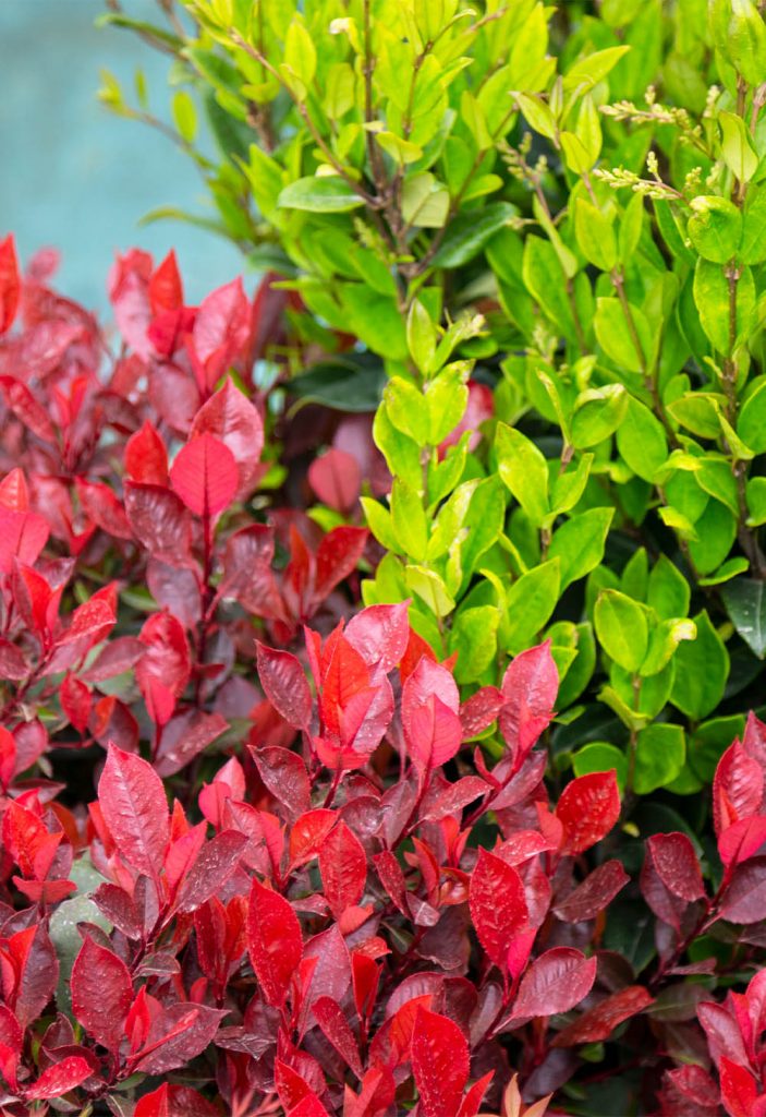 Planting to reduce noise pollution | Greenwood Plants