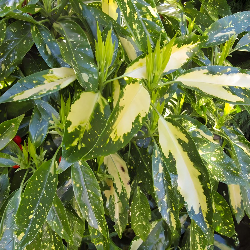 Plant Focus: Aucuba japonica | Greenwood Plants