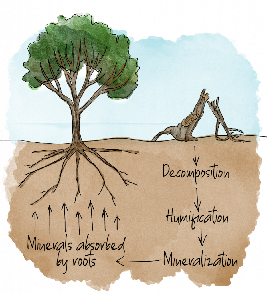 The Environmental Benefits of Plants | Greenwood Plants