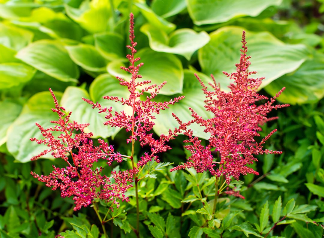 Playground friendly planting scheme | Greenwood Plants