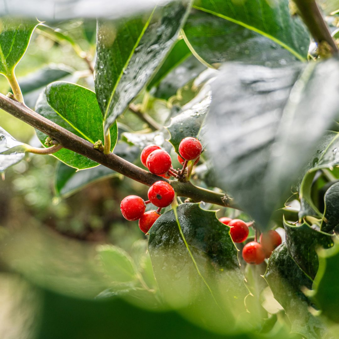 The Benefits and Uses of Rootballs | Greenwood Plants