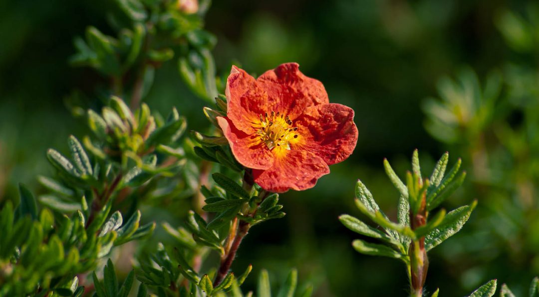 Understanding Latin plant names | Greenwood Plants