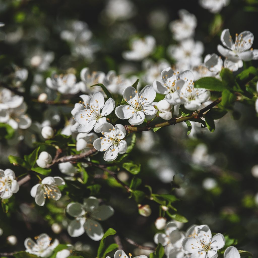 Understanding Sustainable Drainage Systems (SuDS) | Greenwood Plants