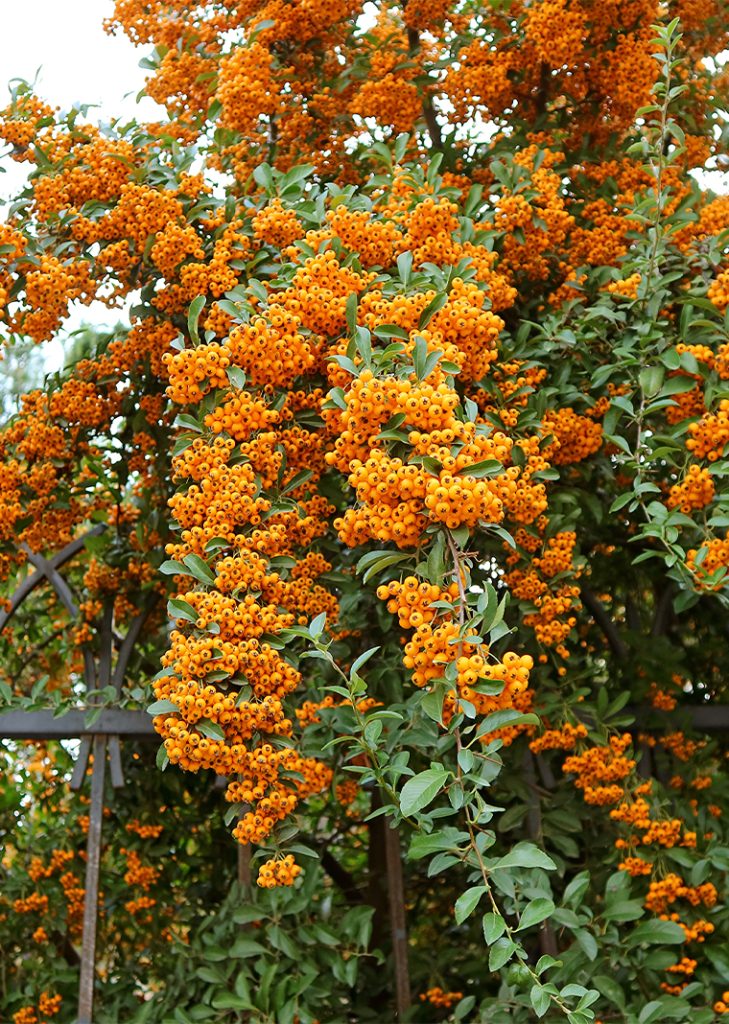 Plant Focus: Pyracantha | Greenwood Plants