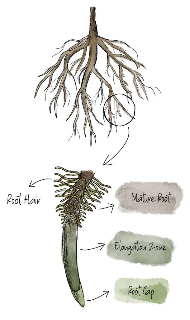 Bare root hedging – all you need to know | Greenwood Plants