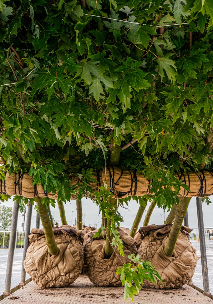 The Benefits and Uses of Rootballs | Greenwood Plants