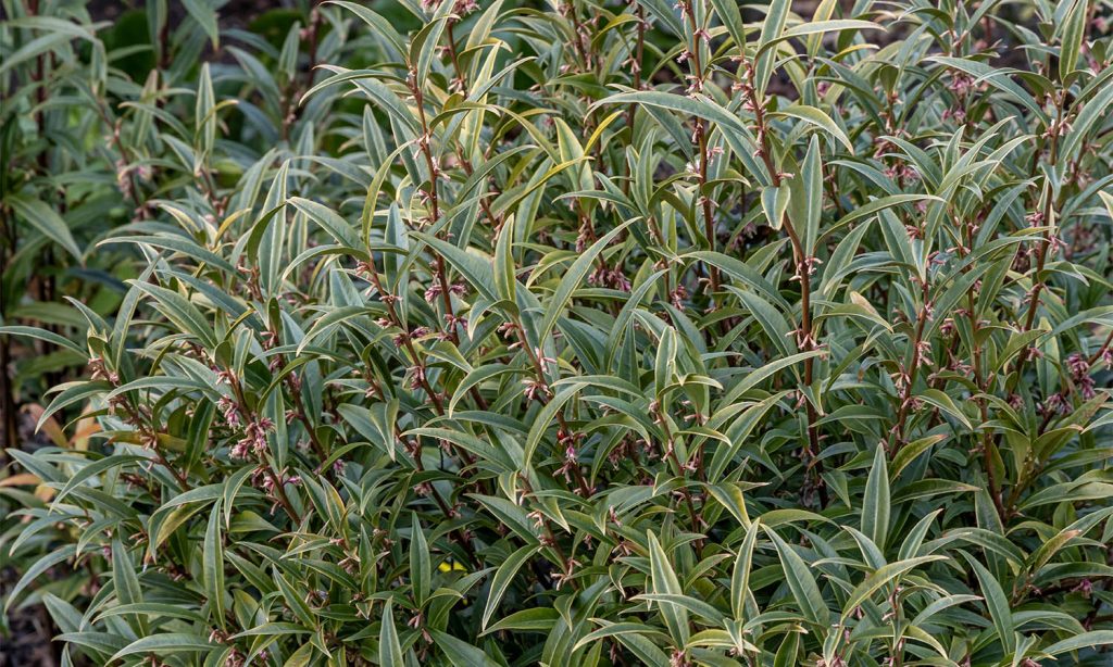 Understanding Latin plant names | Greenwood Plants