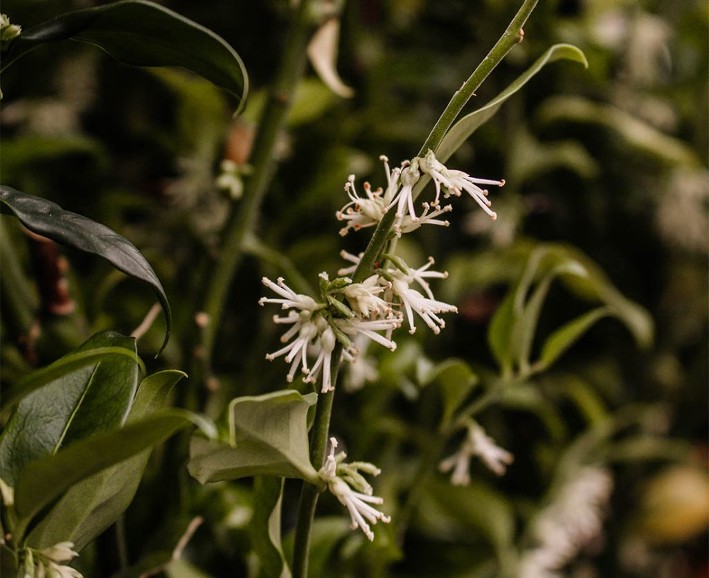 Plant Focus: Sarcococca | Greenwood Plants