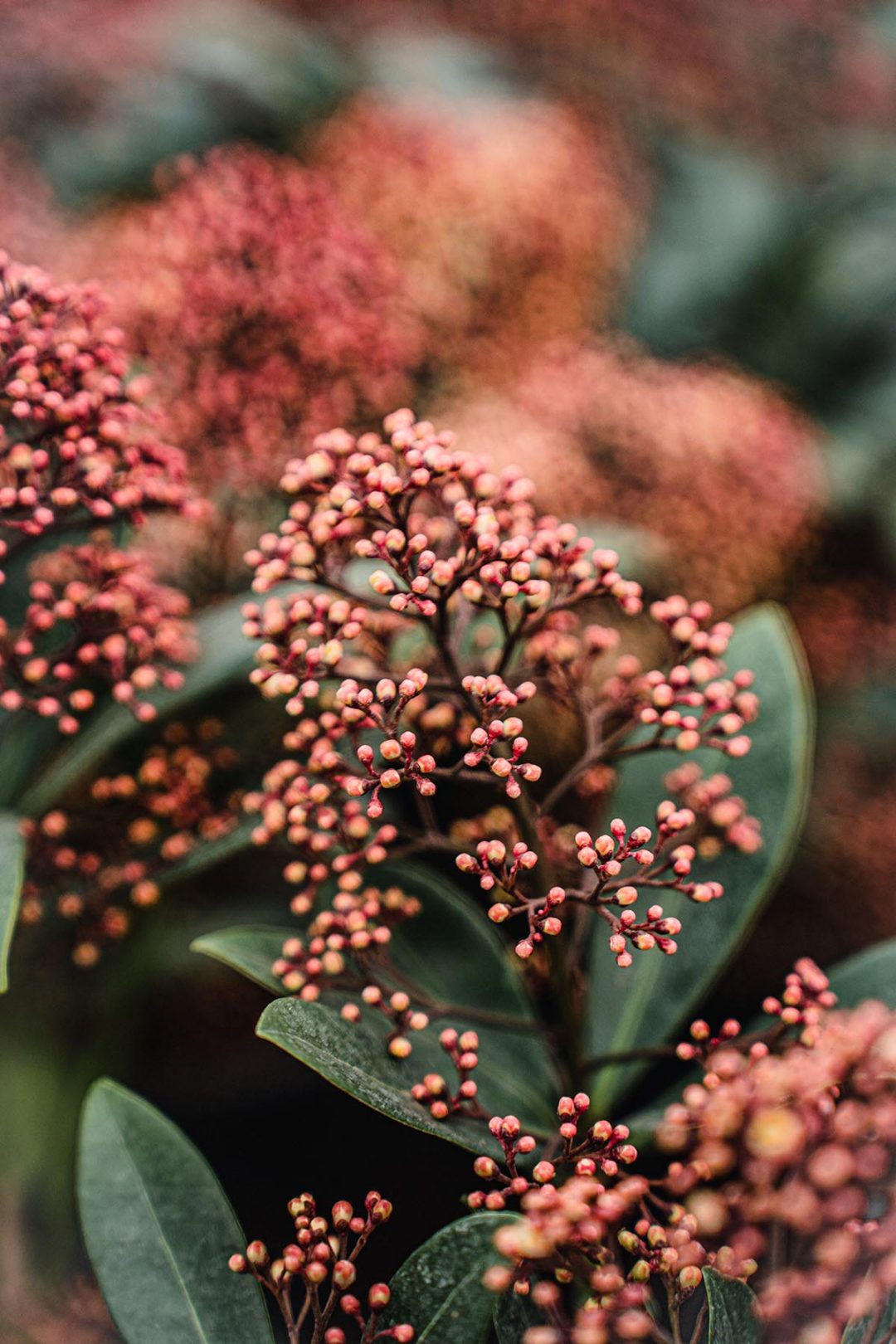 Plant Focus: Skimmia | Greenwood Plants
