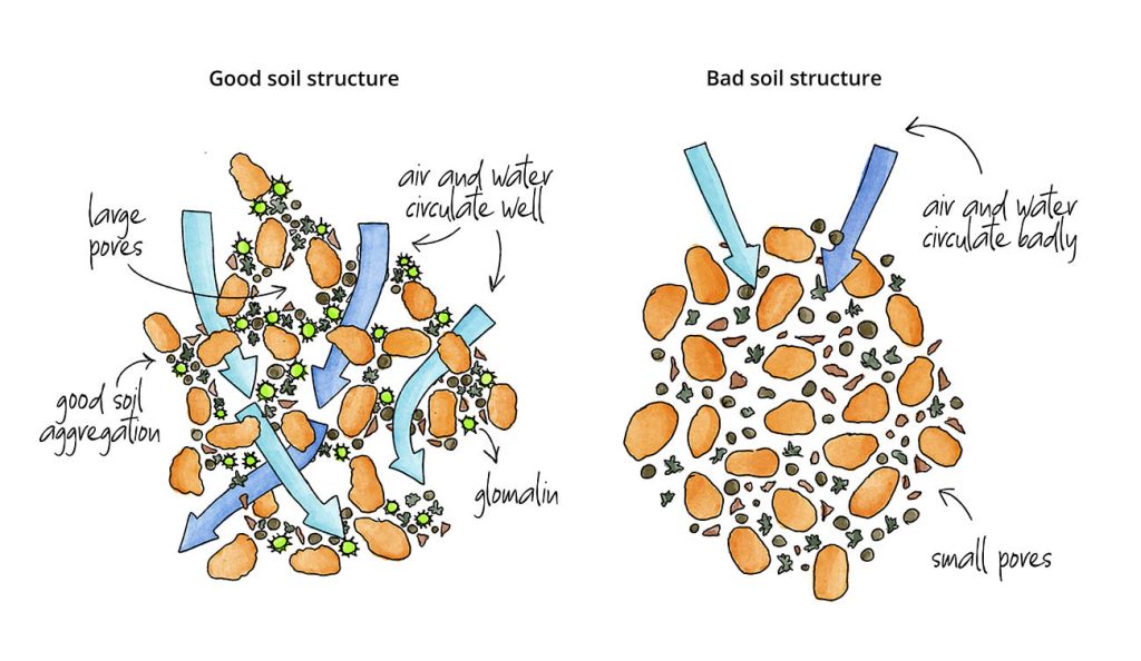 Glomalin as soil’s secret to sustainability | Greenwood Plants