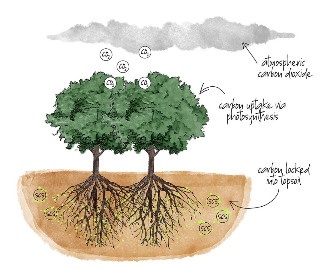 Glomalin as soil’s secret to sustainability | Greenwood Plants