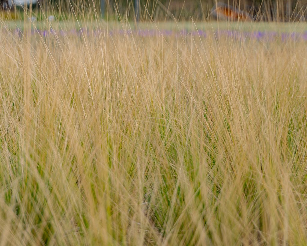 Plant Focus: Stipa | Greenwood Plants