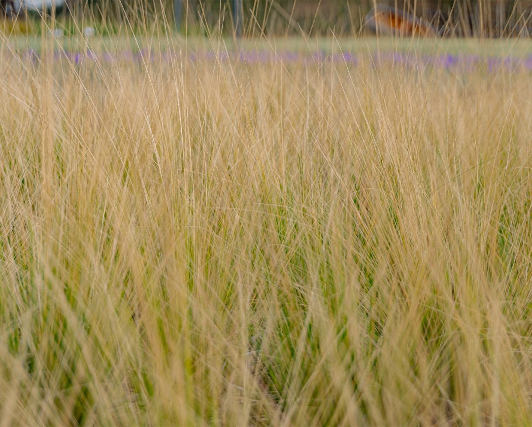 Plant Focus: Stipa | Greenwood Plants