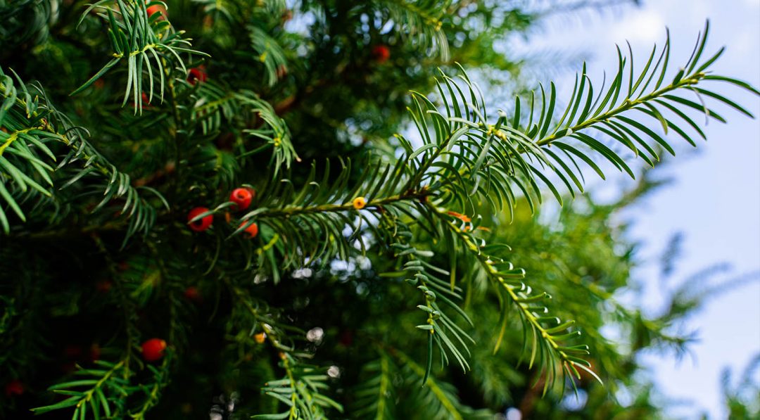 Understanding Latin plant names | Greenwood Plants