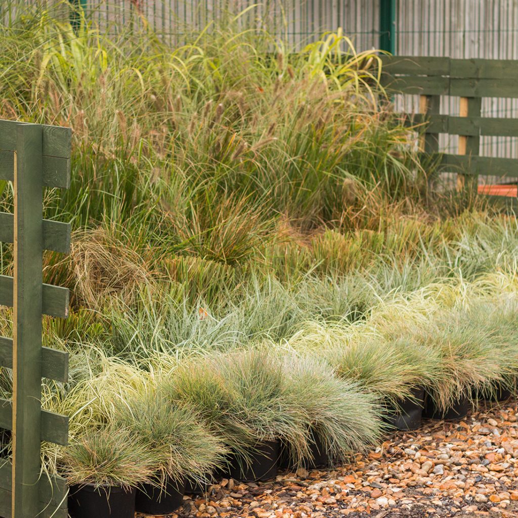 Introducing Kev’s Garden | Greenwood Plants