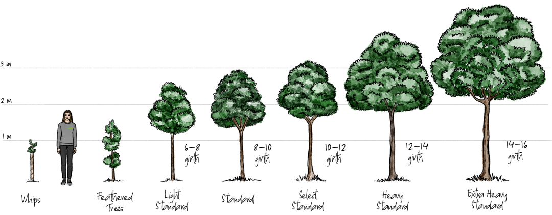 Tree sizing at Greenwood | Greenwood Plants