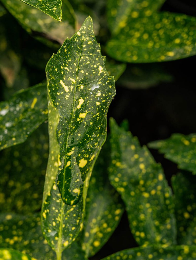 Plant Focus: Aucuba japonica | Greenwood Plants