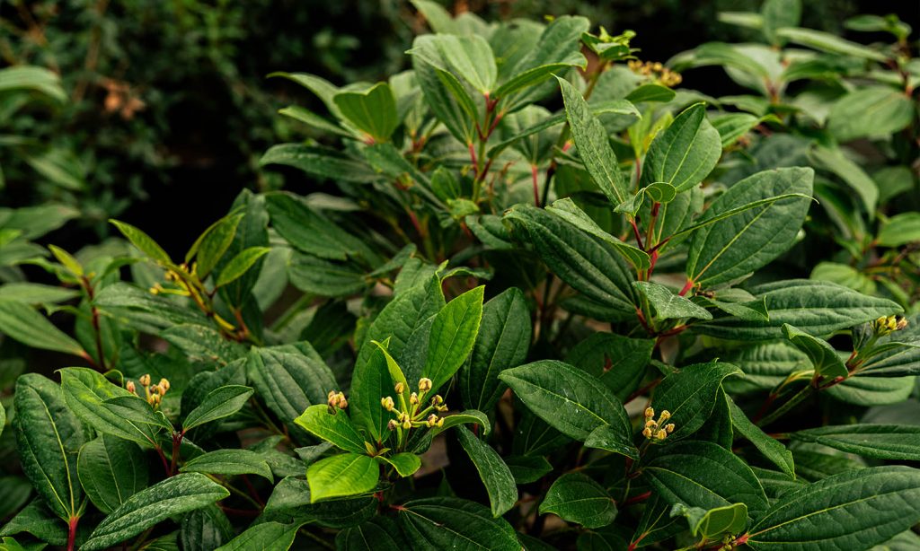 Understanding Latin plant names | Greenwood Plants