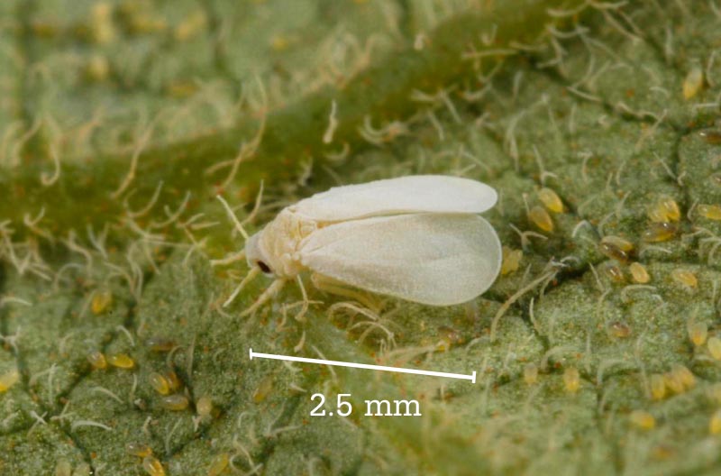 Plant Pests and Diseases | Greenwood Plants