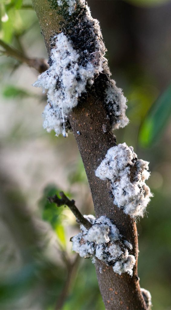 Plant Focus: Pyracantha | Greenwood Plants